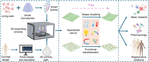 4D Bioprinting: Revolusi Masa Depan di Dunia Medis dan Teknologi - PT ...